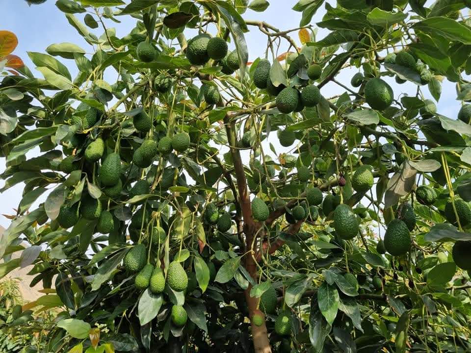 Agricultural Products | Jambo Sacco